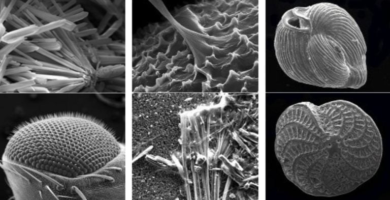 El microscopio electrónico, ¿Cómo funciona?【2025】